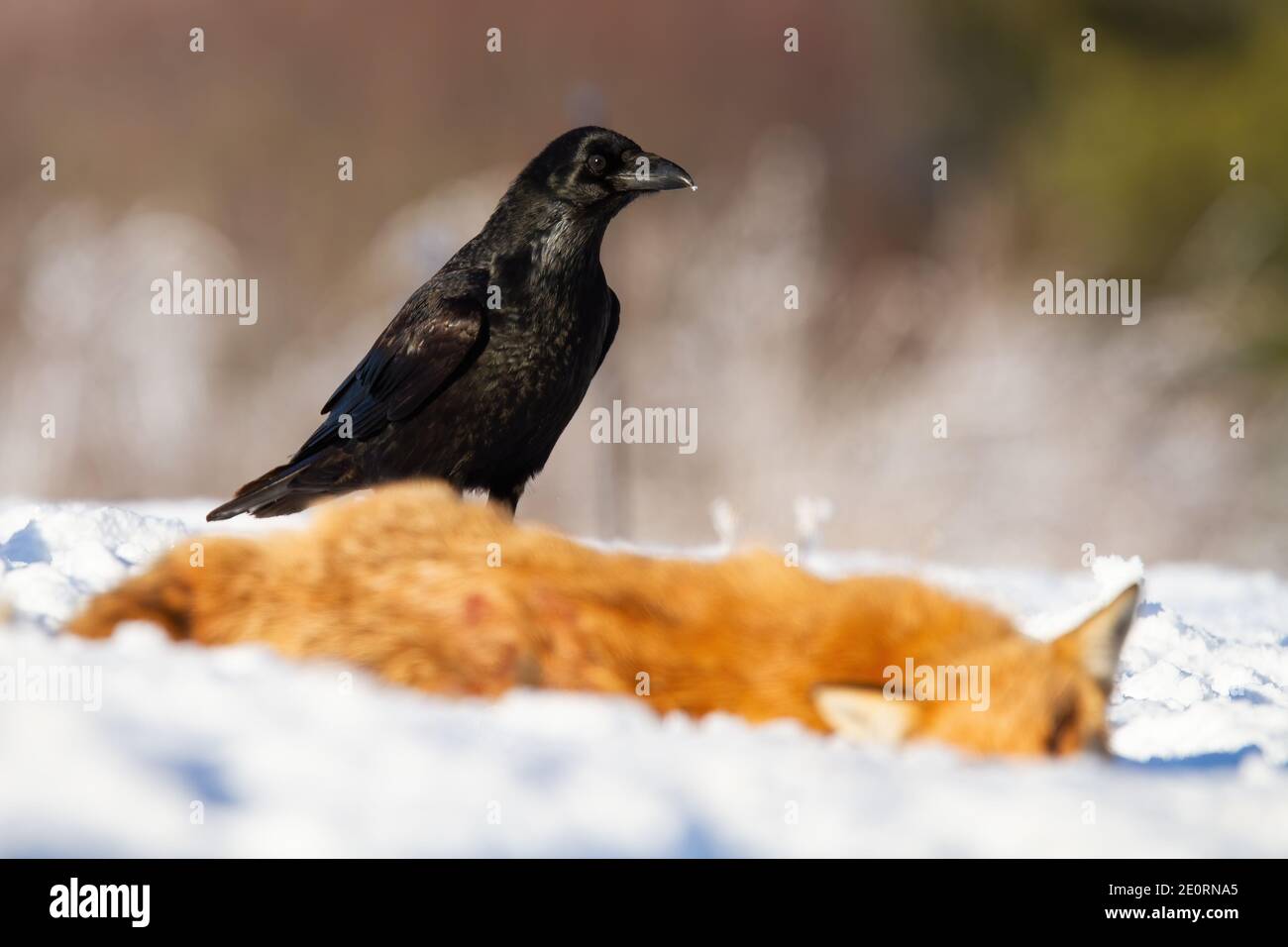 The fox and the raven hi-res stock photography and images - Alamy