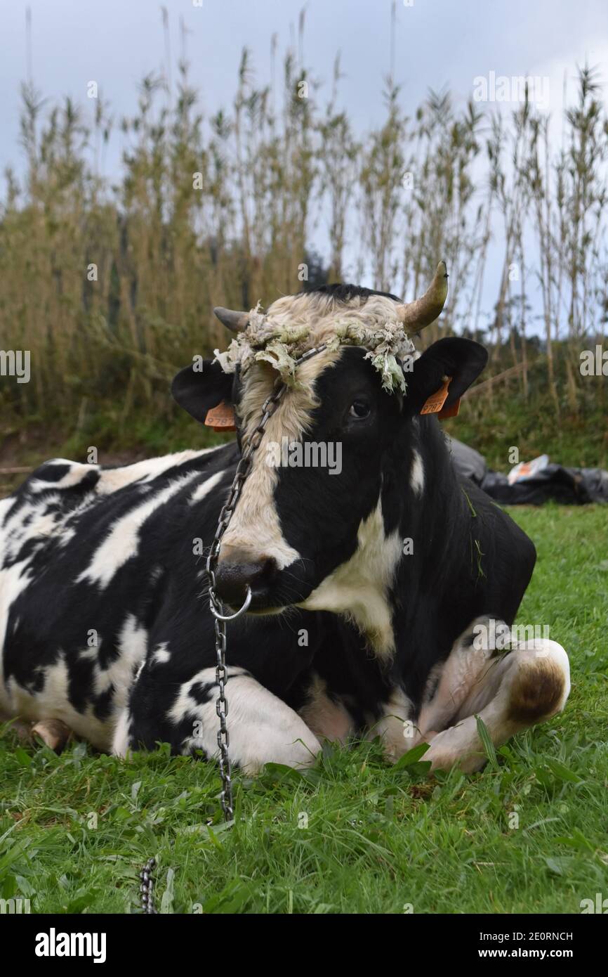 Chained and ground tied bull laying down in a grass field Stock Photo ...