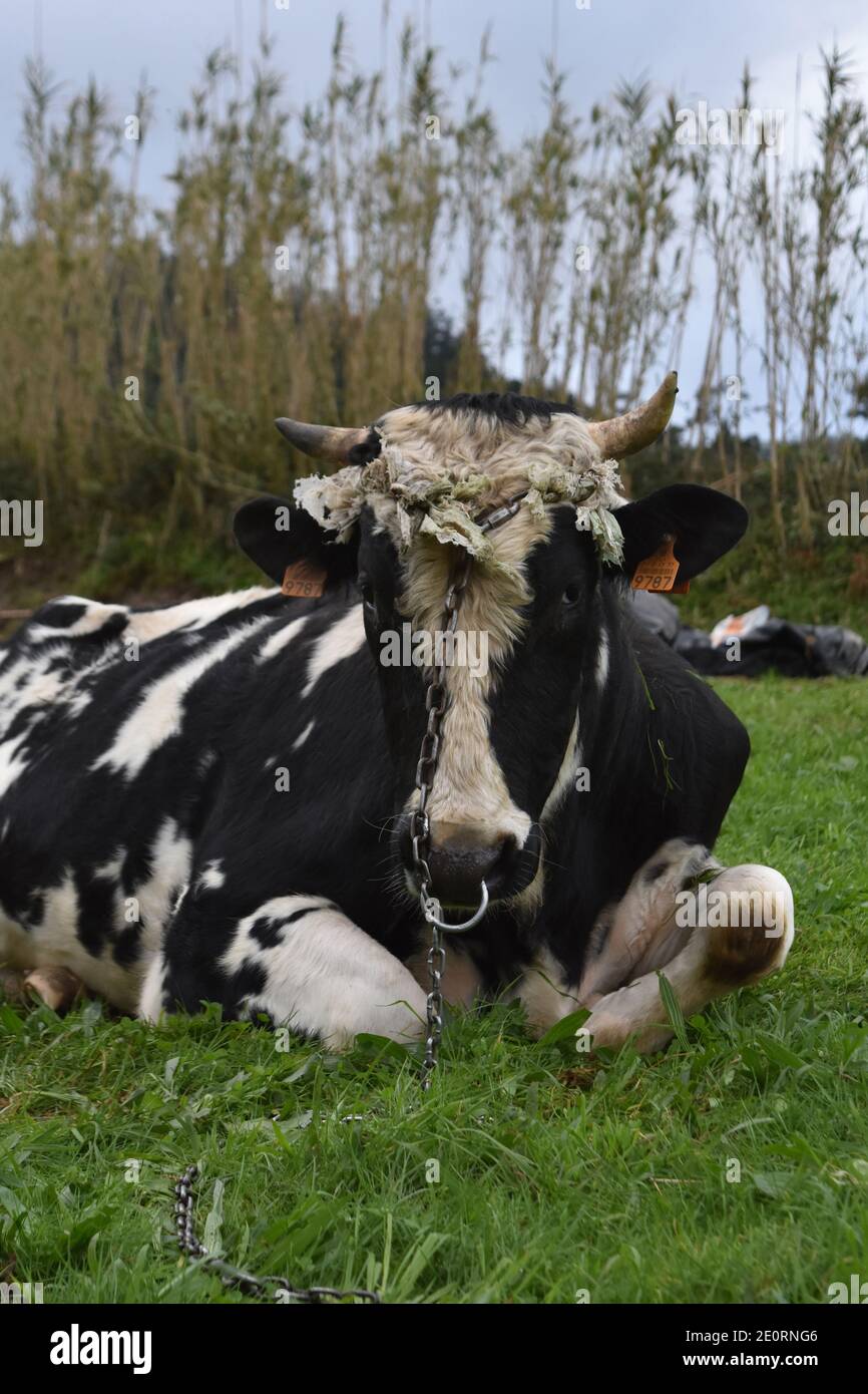 Chained cow hi-res stock photography and images - Alamy
