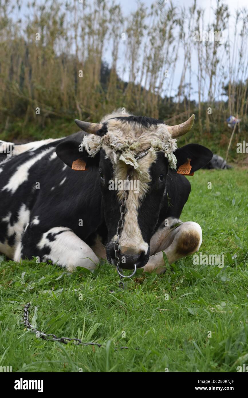 Large bull ground tied in a field in the Azores Stock Photo - Alamy