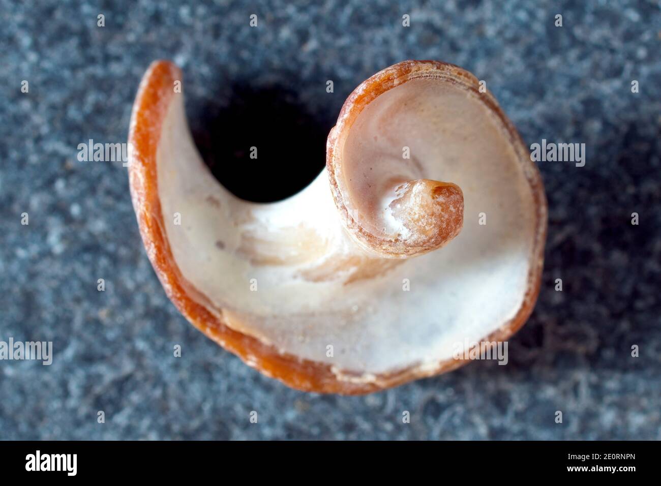 Close up still life of a broken seashell, isolated against a plain ...