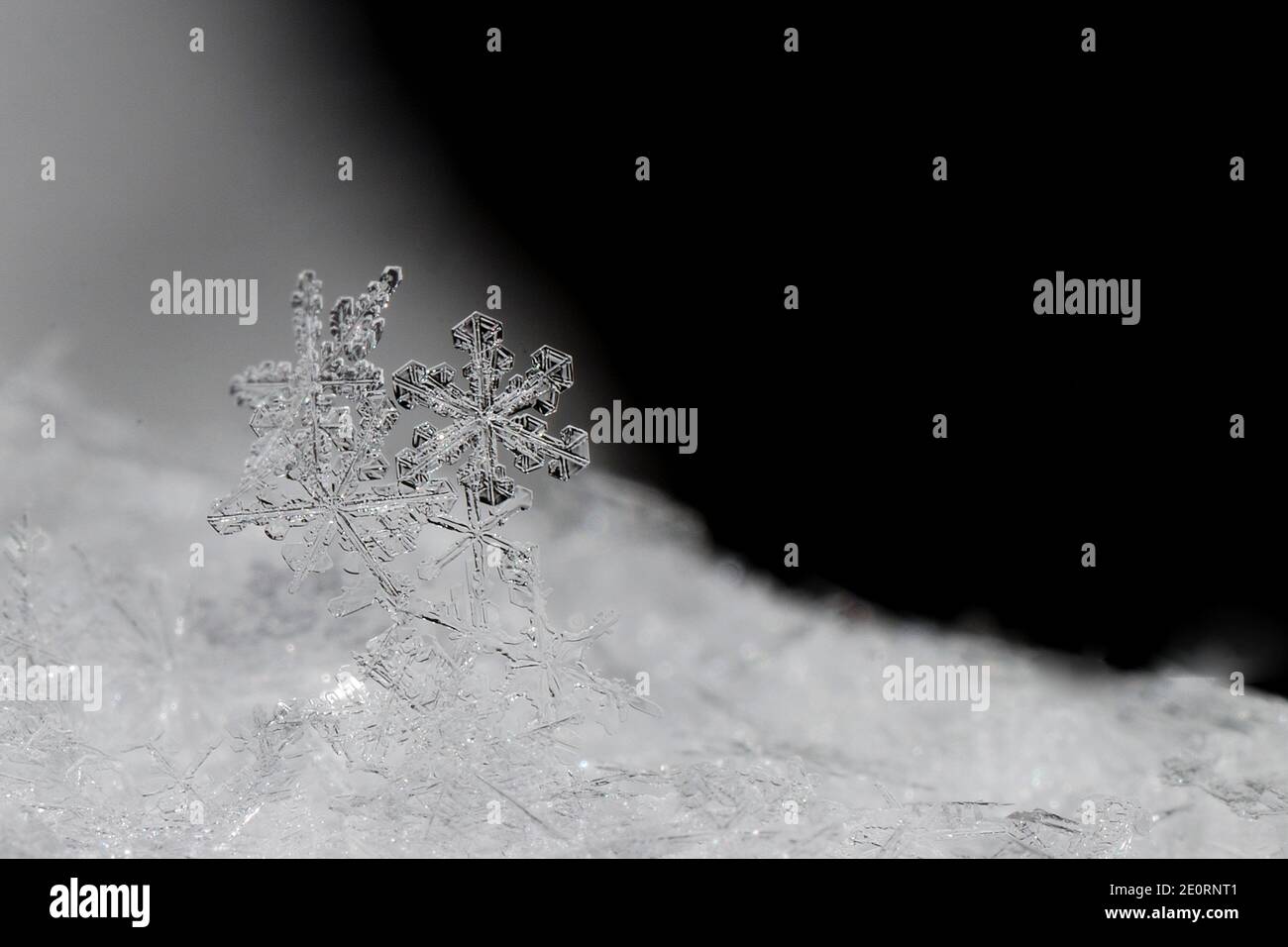 beautiful snow crystals large detail view with black background Stock ...