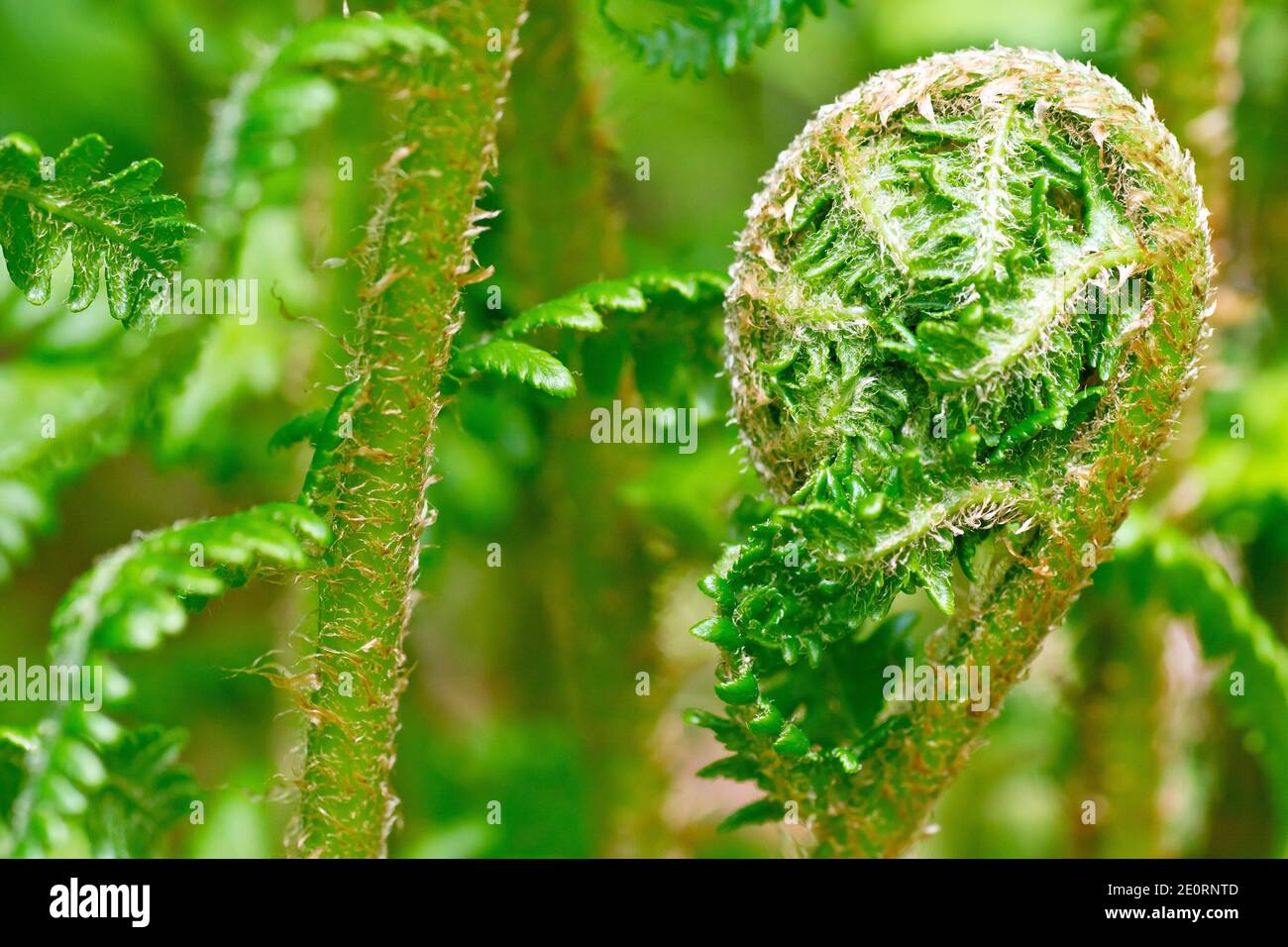 Curled ferns hi-res stock photography and images - Alamy