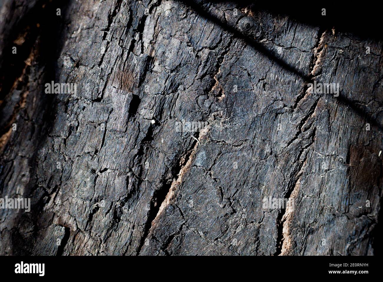 A tree with a charred trunk after a fire next to a reed bed Stock Photo ...