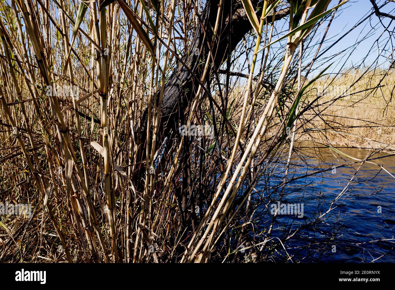 A tree with a charred trunk after a fire next to a reed bed Stock Photo ...