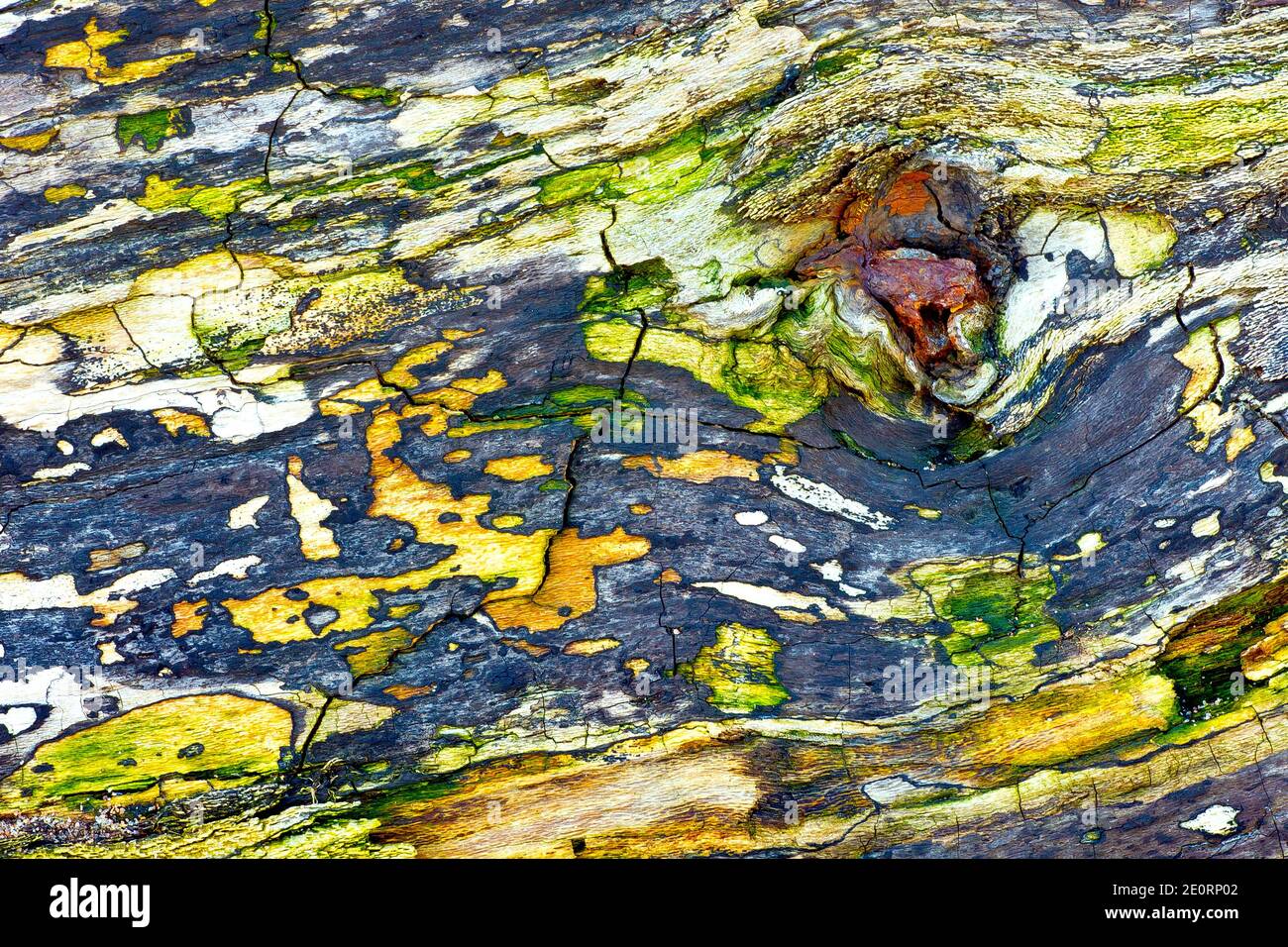 Rotting log hi-res stock photography and images - Alamy