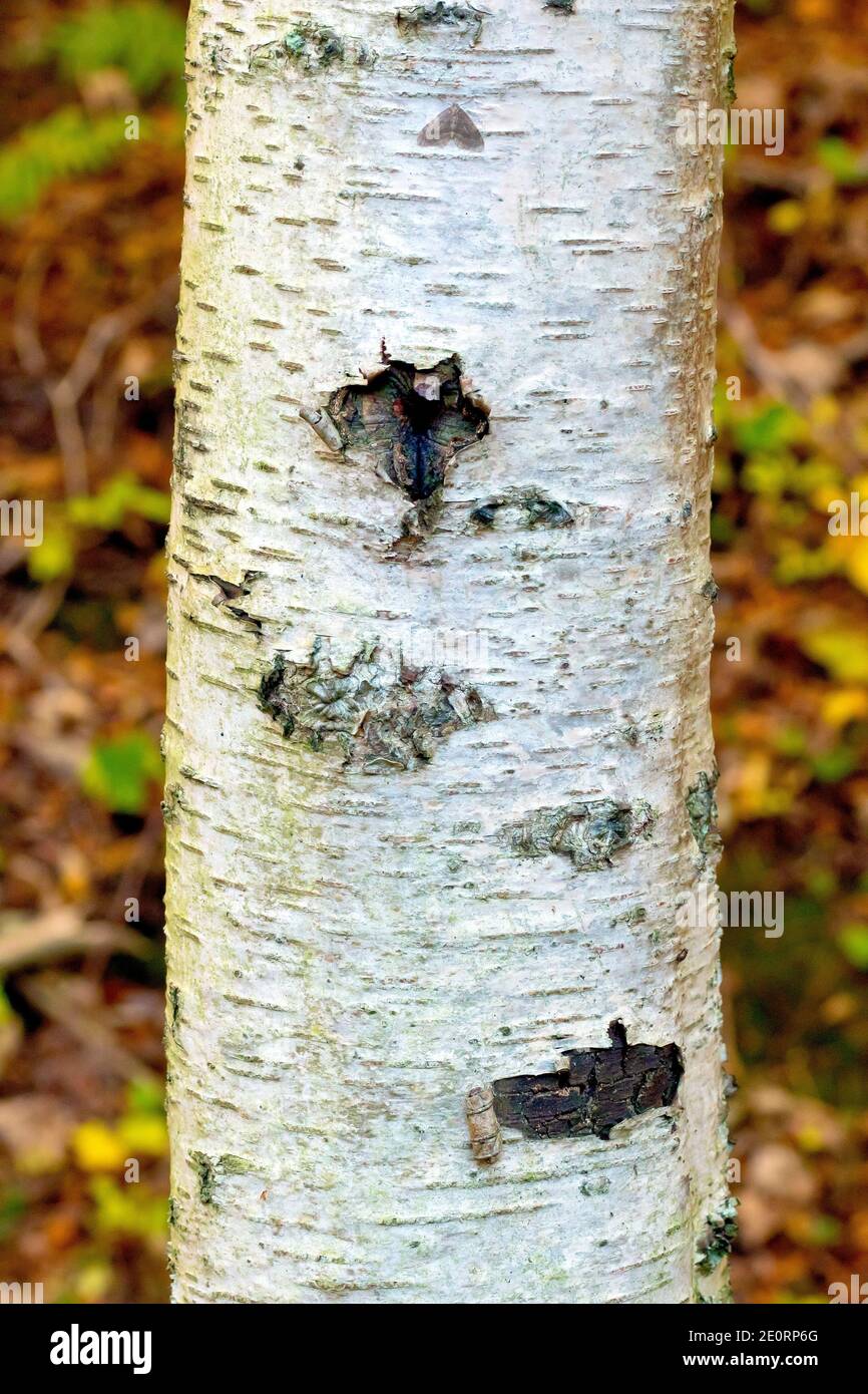 Close up of the bark of a young Silver Birch tree (betula pendula ...
