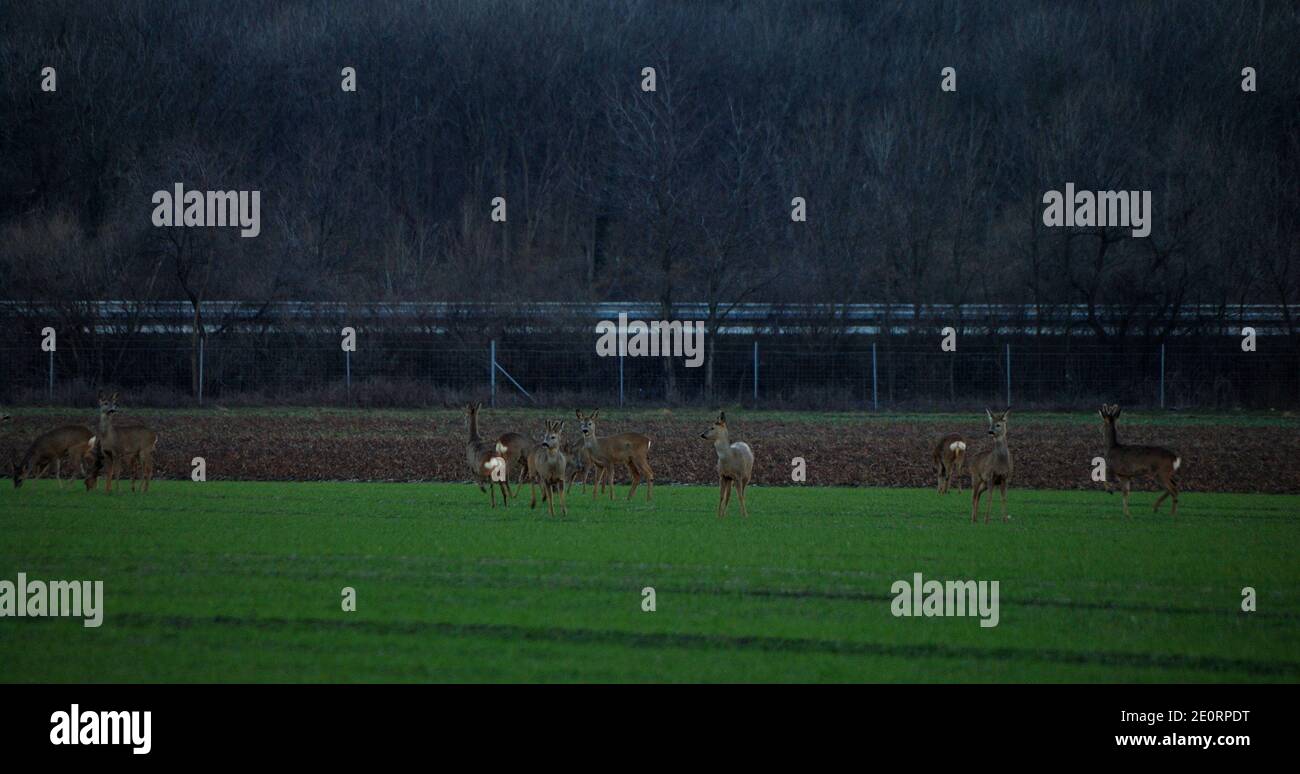 Too many deer hi-res stock photography and images - Alamy