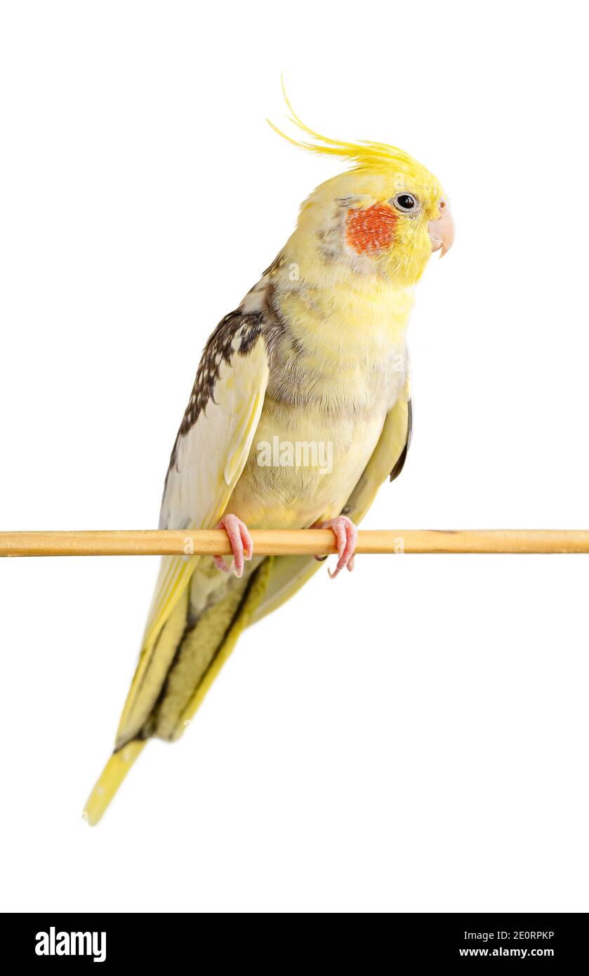 Indoor portrait corella parrot Cut Out Stock Images & Pictures - Alamy