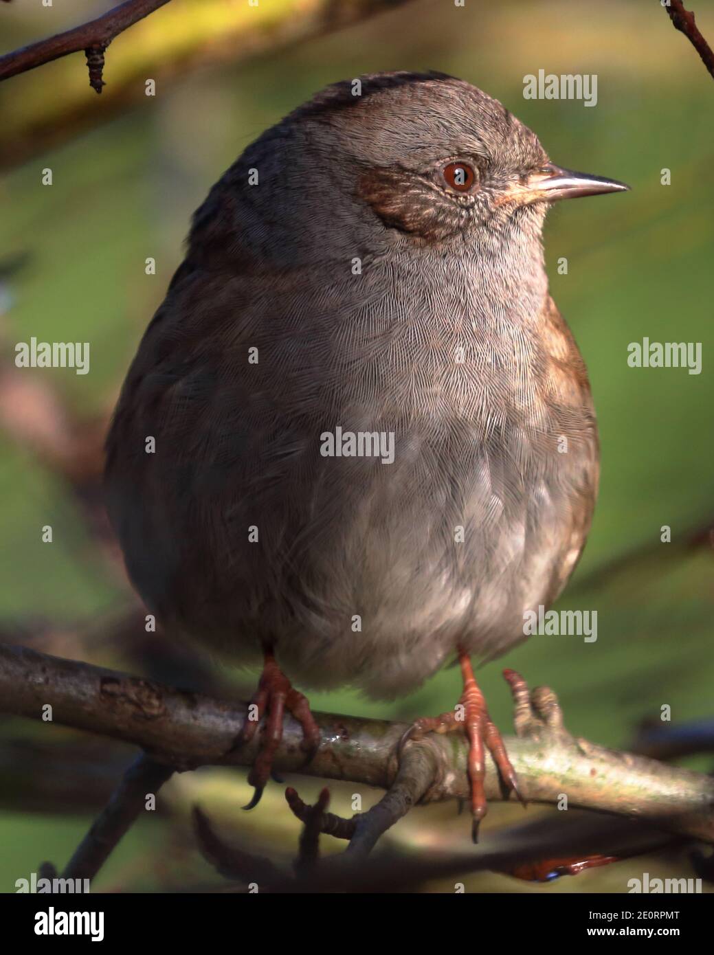 Dunnock (Prunella modularis Stock Photo - Alamy