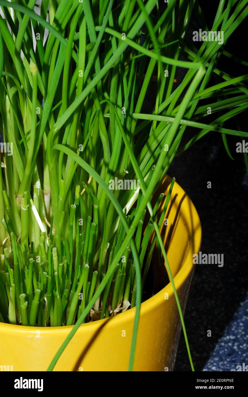 Chive in a pot hi-res stock photography and images - Alamy
