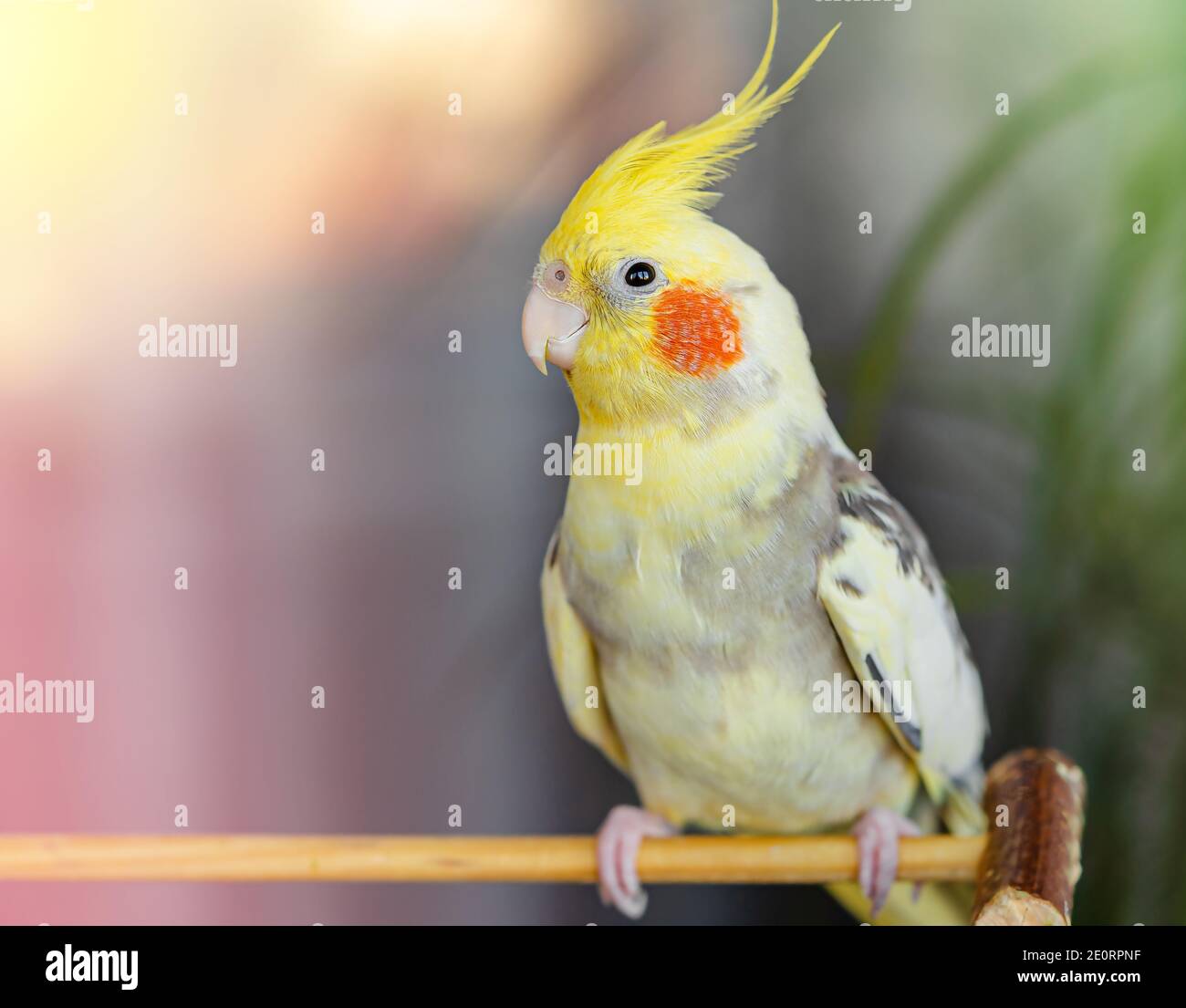 Corella pet hi-res stock photography and images - Alamy