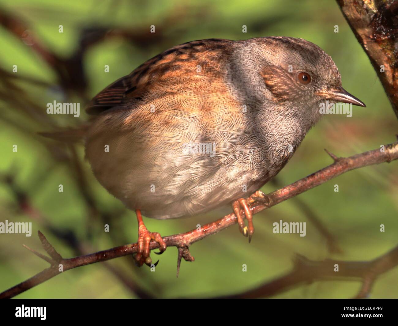 Dunnock (Prunella modularis Stock Photo - Alamy
