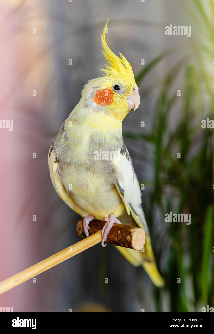 Portrait parrot corella on white hi-res stock photography and images ...