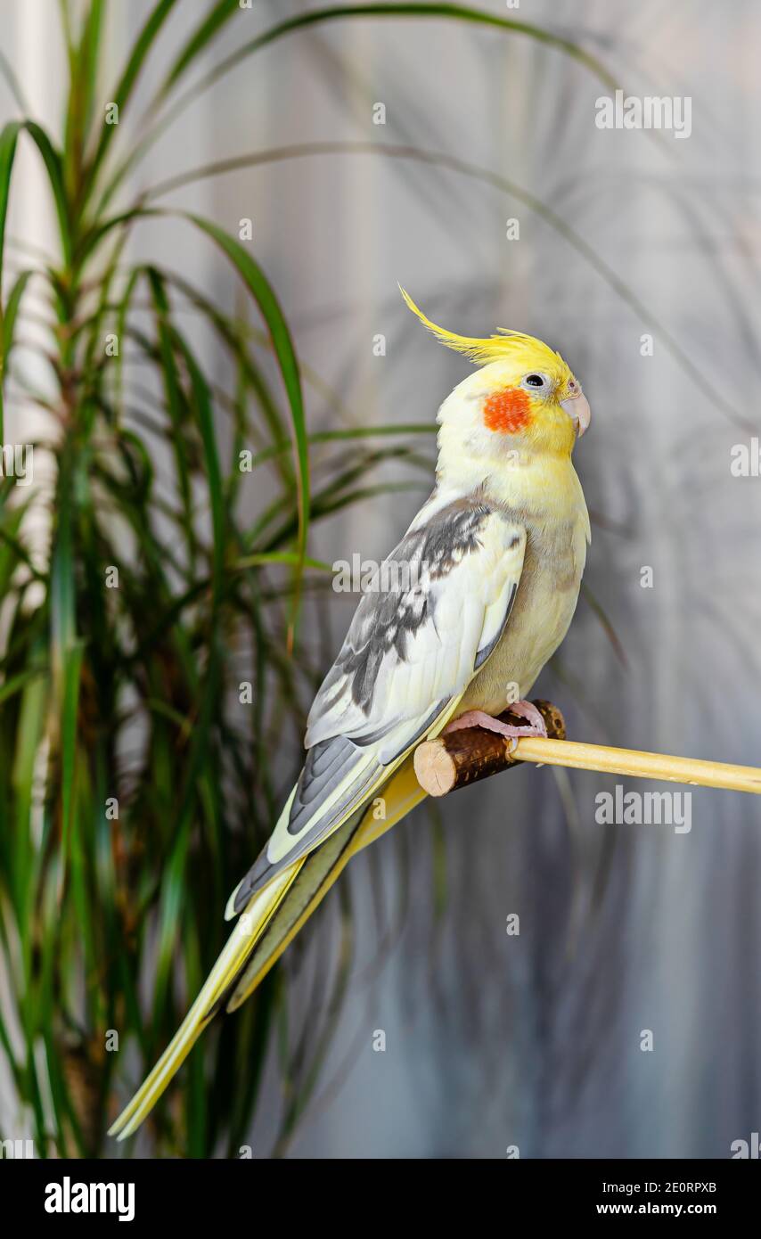 Corella pet hi-res stock photography and images - Alamy