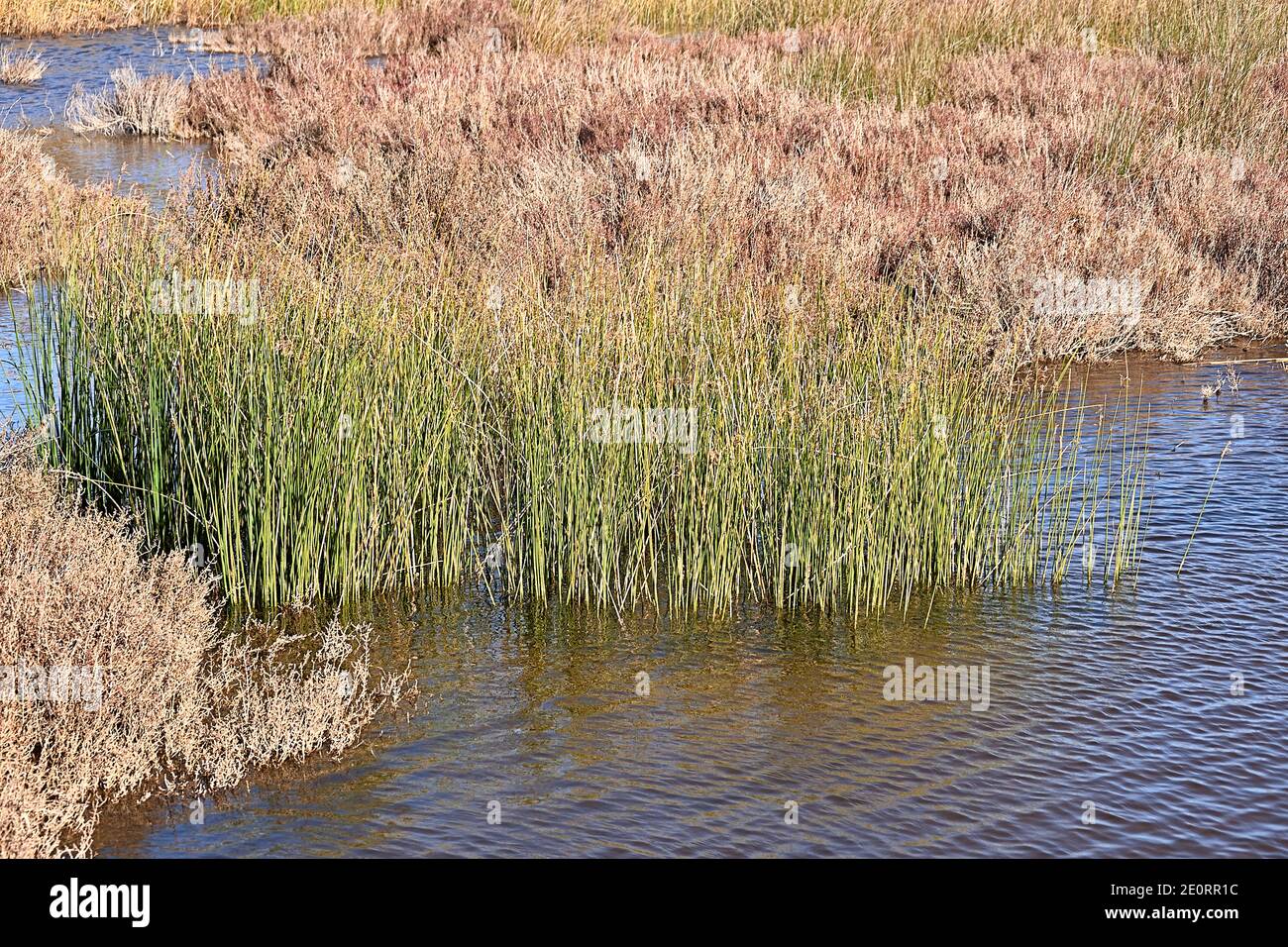 Common bent grass hi-res stock photography and images - Alamy