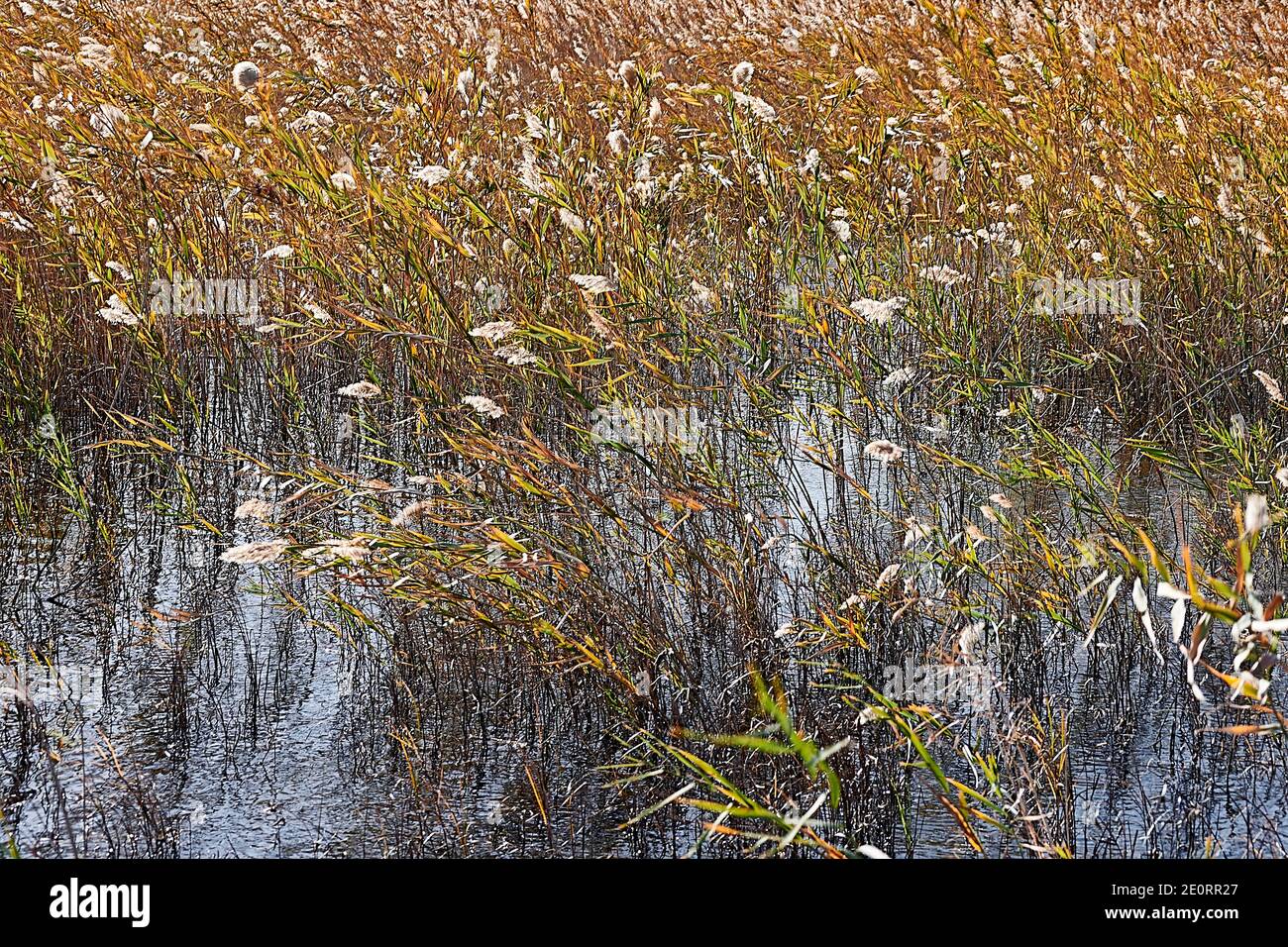 Set of aquatic plants in the lake, sunny, air bent reeds, calm water ...