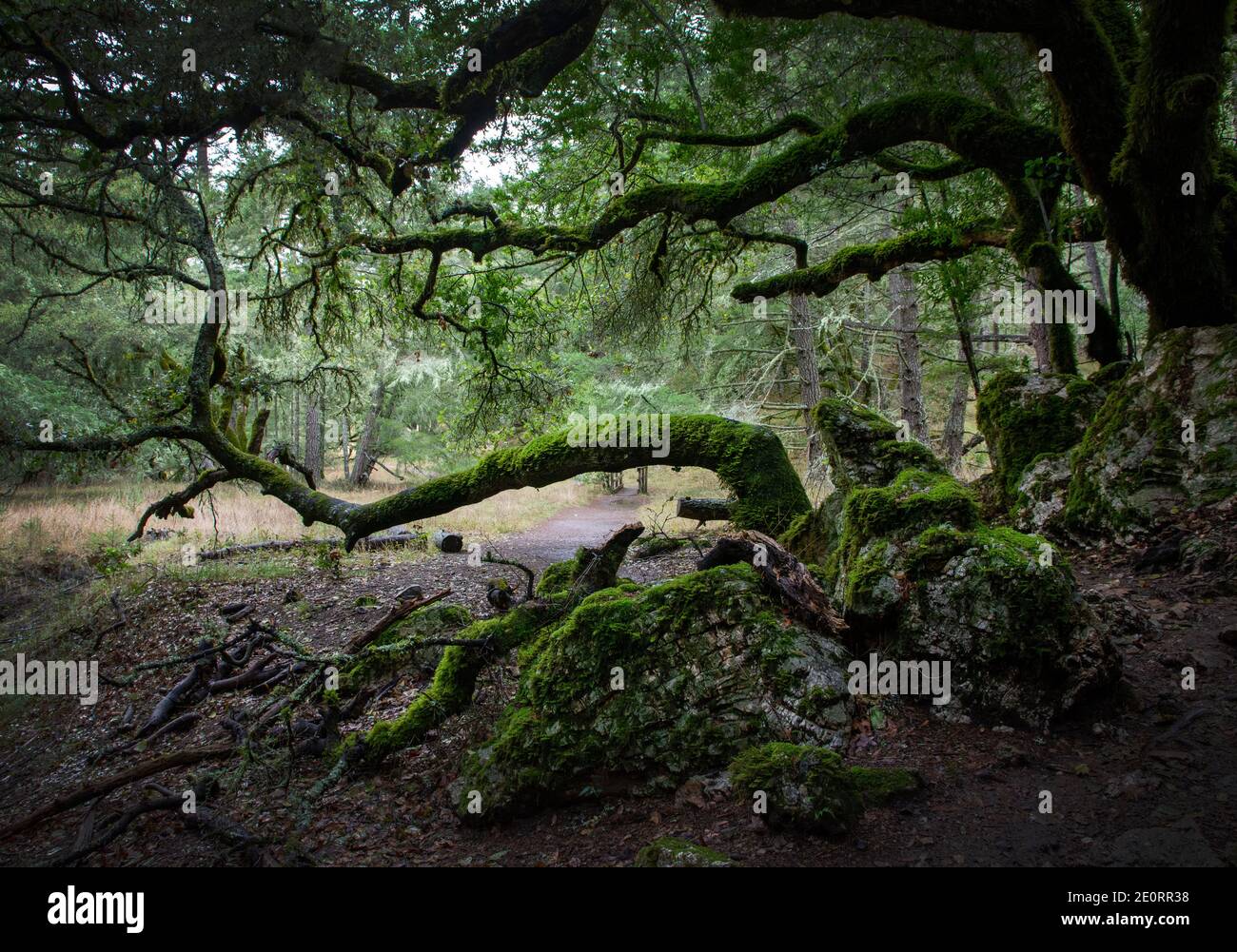 Moss covered oak tree, Mount Tamalpais, California Stock Photo - Alamy
