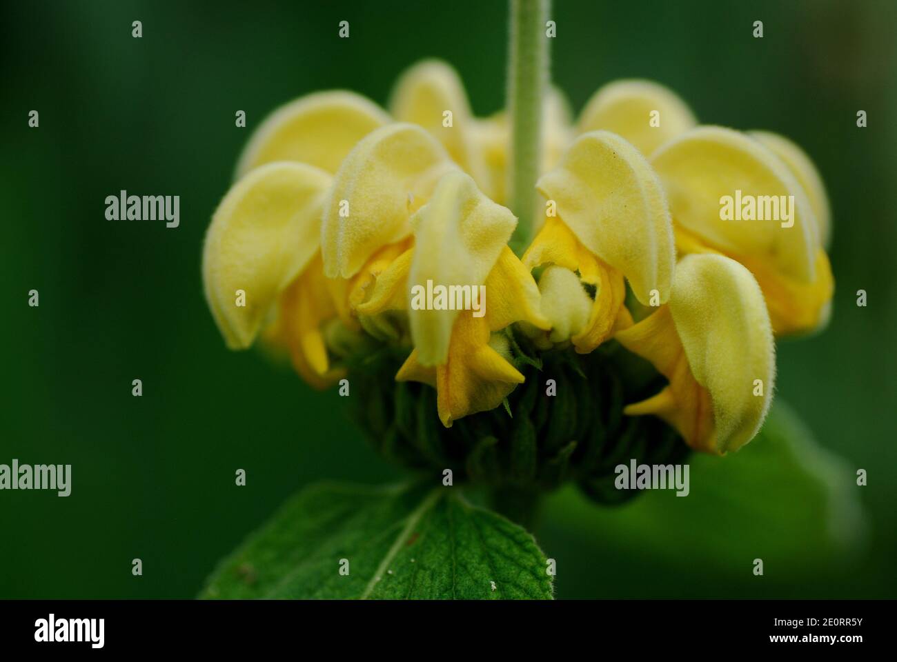 Fresh yellow blooms hi-res stock photography and images - Alamy