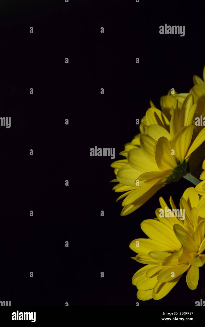 fresh yellow flower on black background vertical format Stock Photo - Alamy
