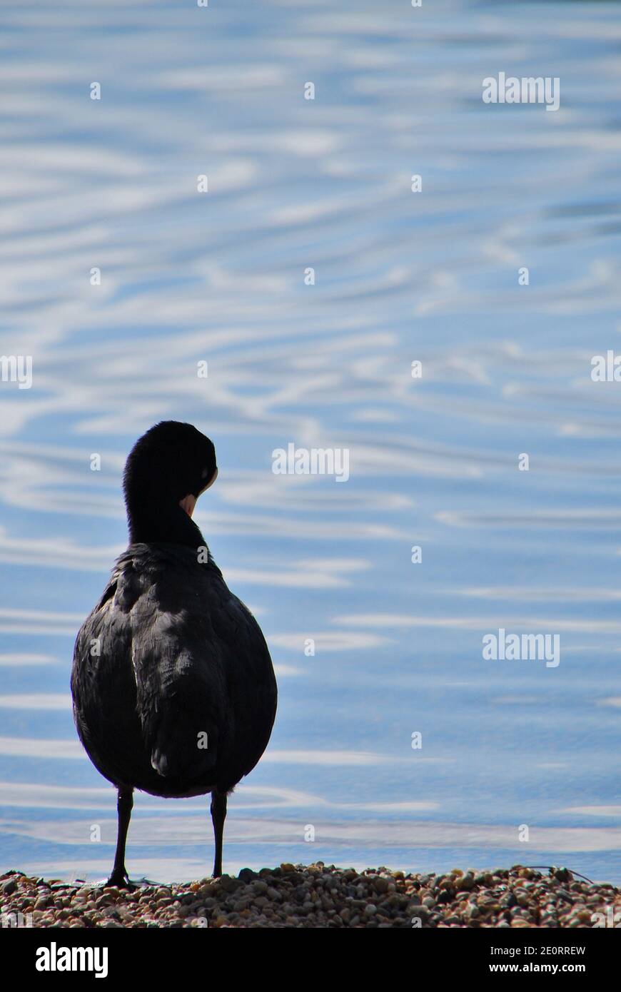 Bless chicken hi-res stock photography and images - Alamy
