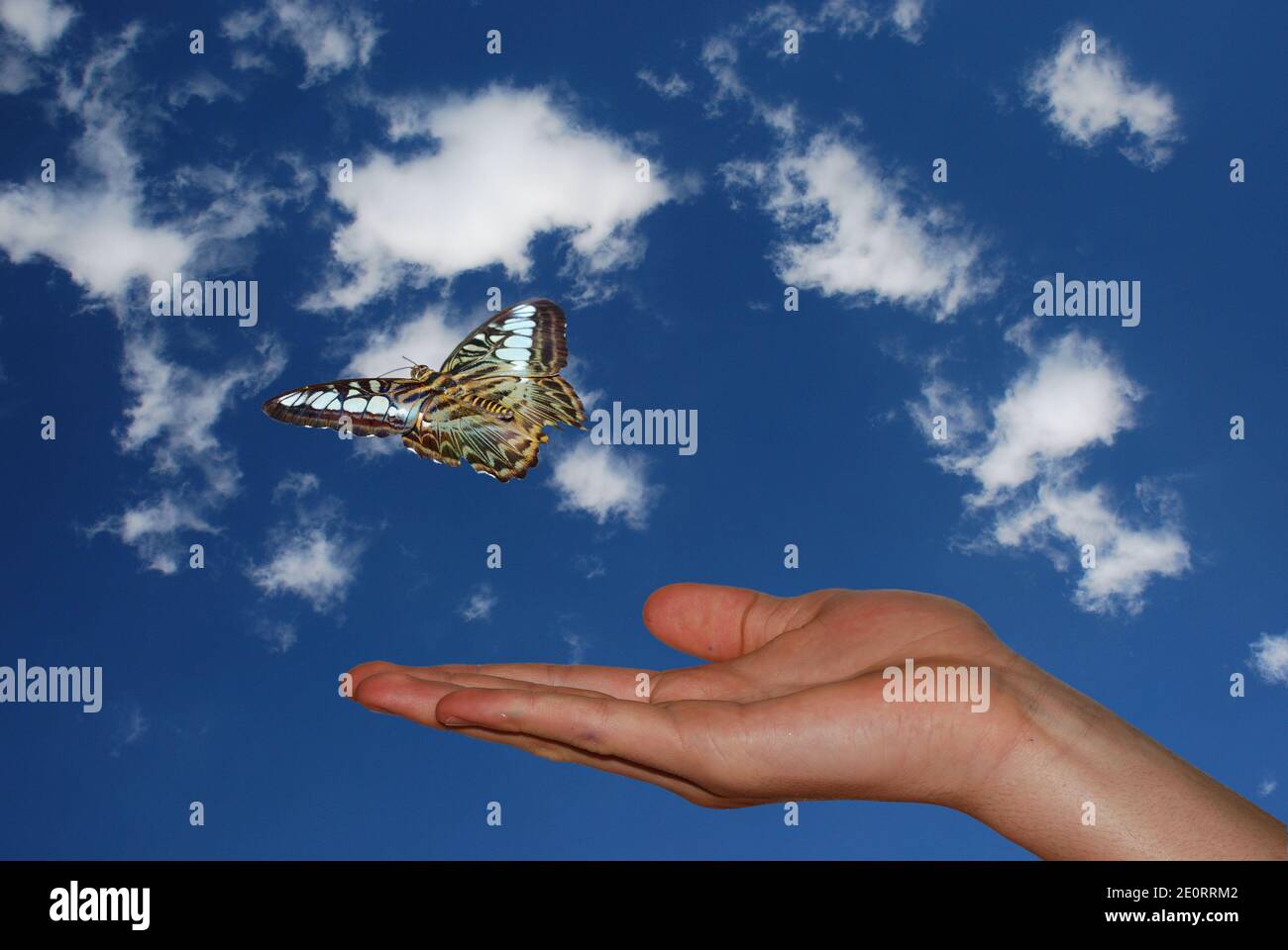 hand with blue sky and clouds with butterfly flying right Stock Photo ...