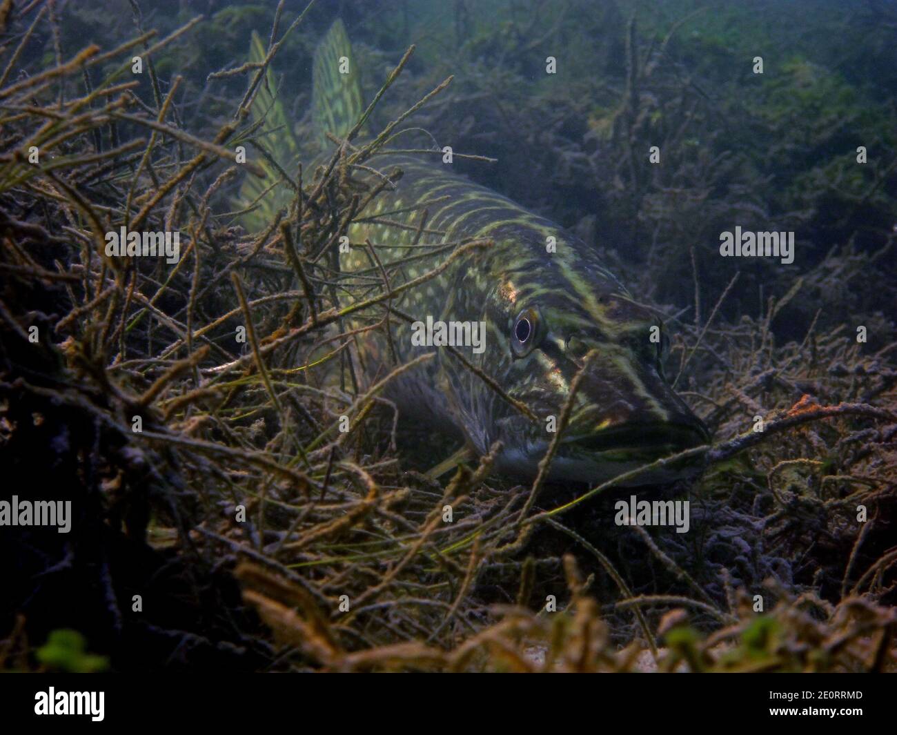big pike hiding in the seaweed at the bottom of a lake large view Stock ...