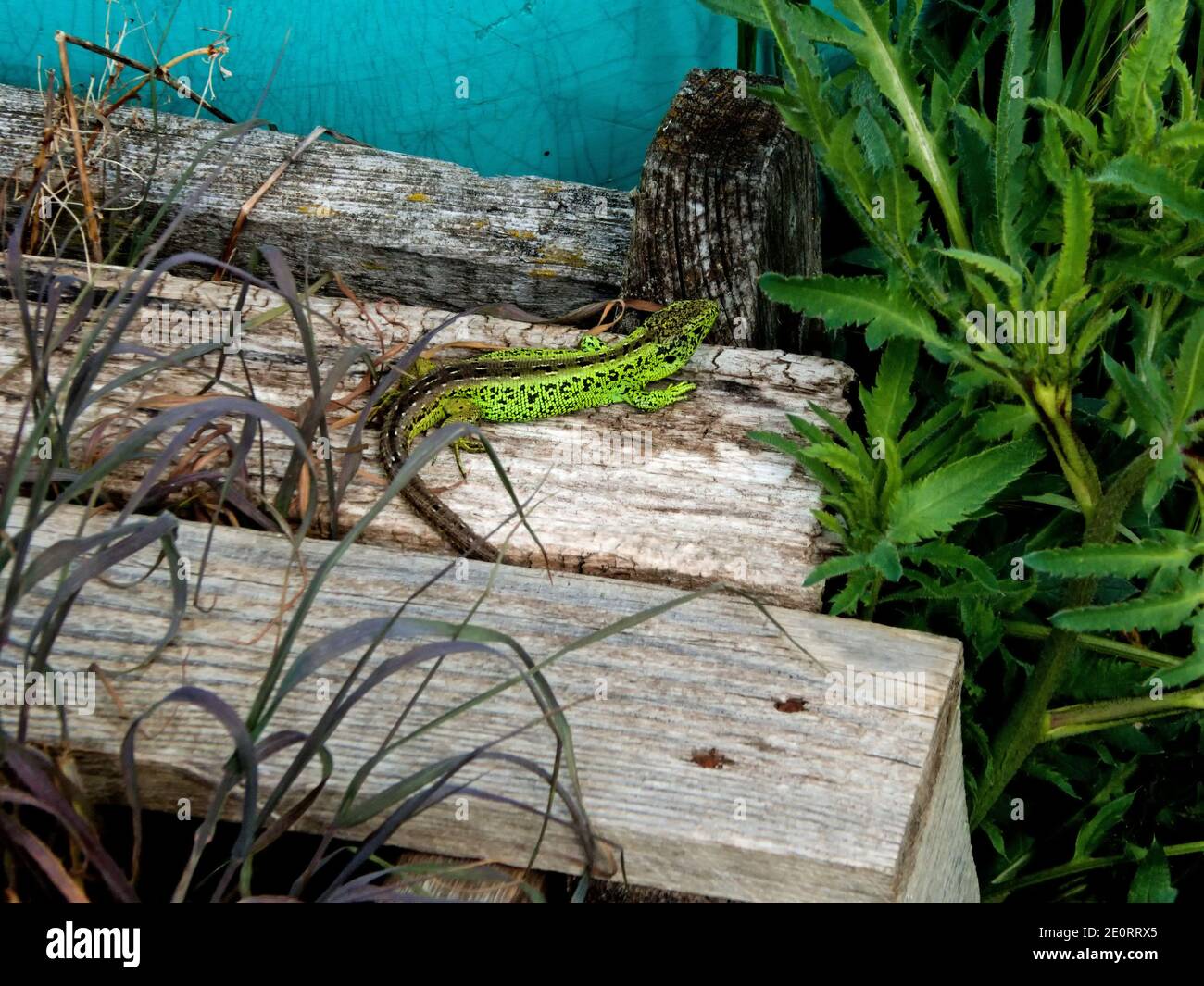 Sand lizard male reptile hi-res stock photography and images - Alamy