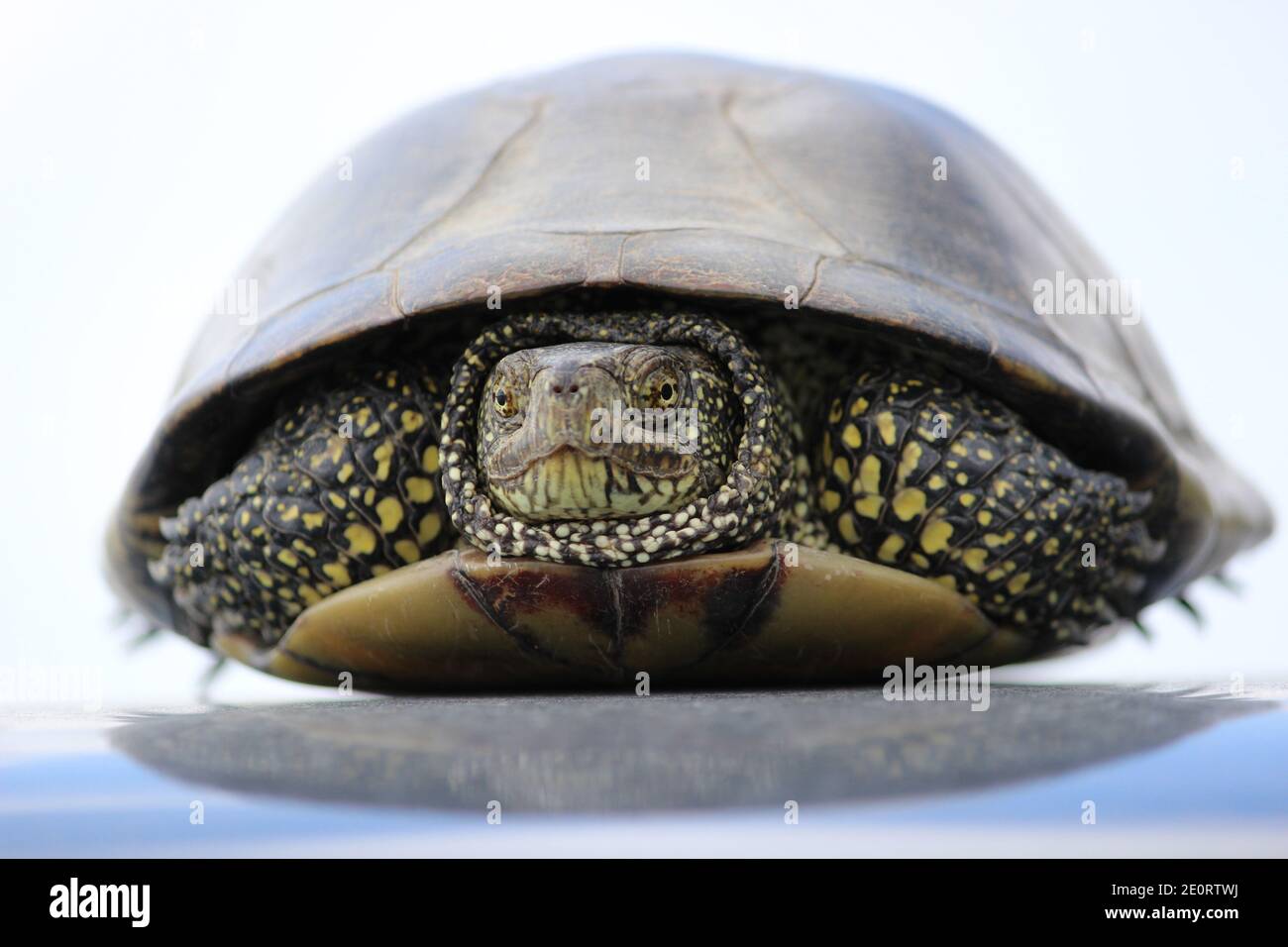 Wildlife and fauna. Turtle, front view Stock Photo - Alamy