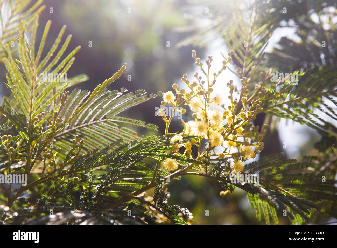 Branch of mimosa tree with flowers. Blooming acacia Stock Photo - Alamy