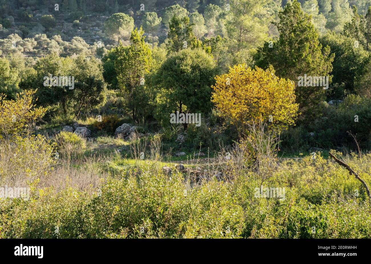 Flora of israel hi-res stock photography and images - Alamy