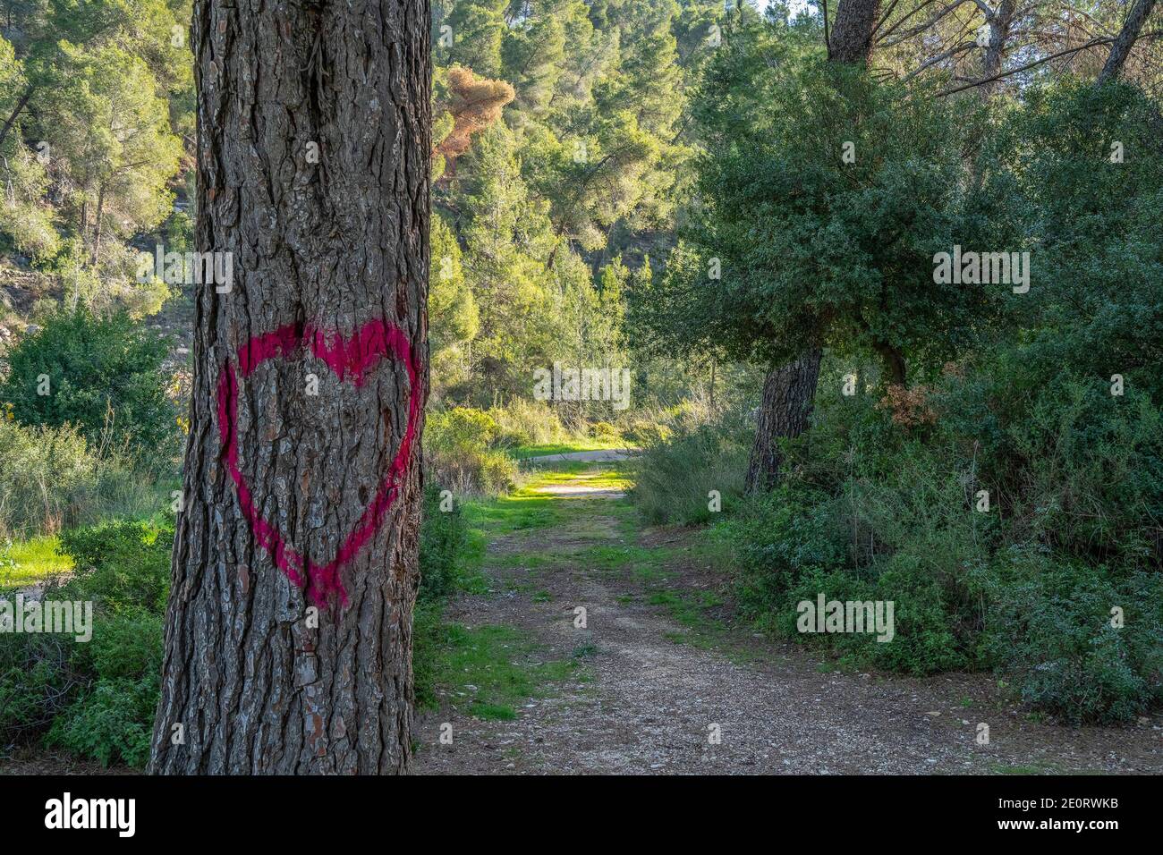 A pine tree marked with a red heart, on a pine forest lane Stock Photo ...