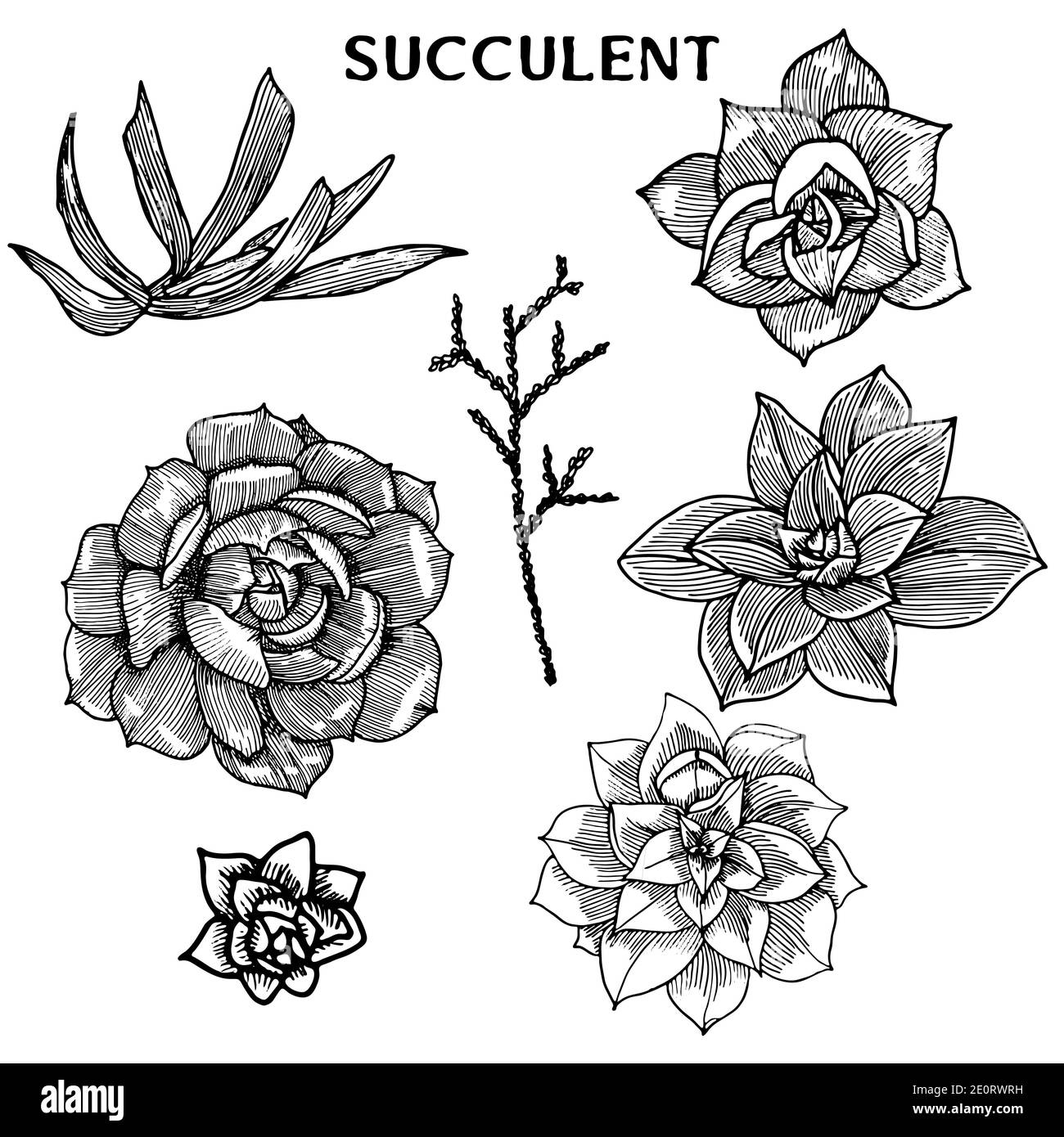 Set of isolated succulent. Vector. Vintge design Stock Vector Image ...