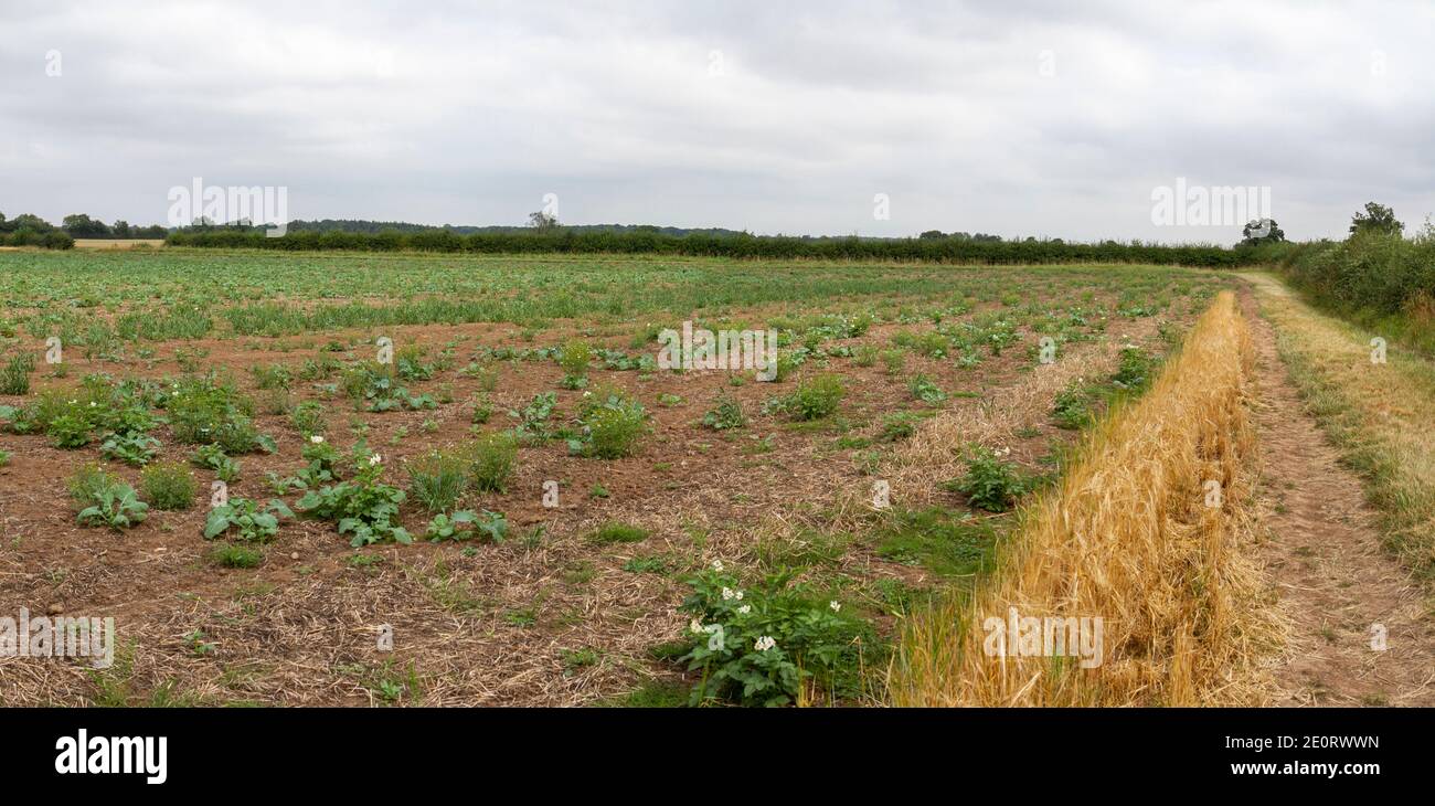 Panoramic view of one field where the Battle of Bosworth took place ...