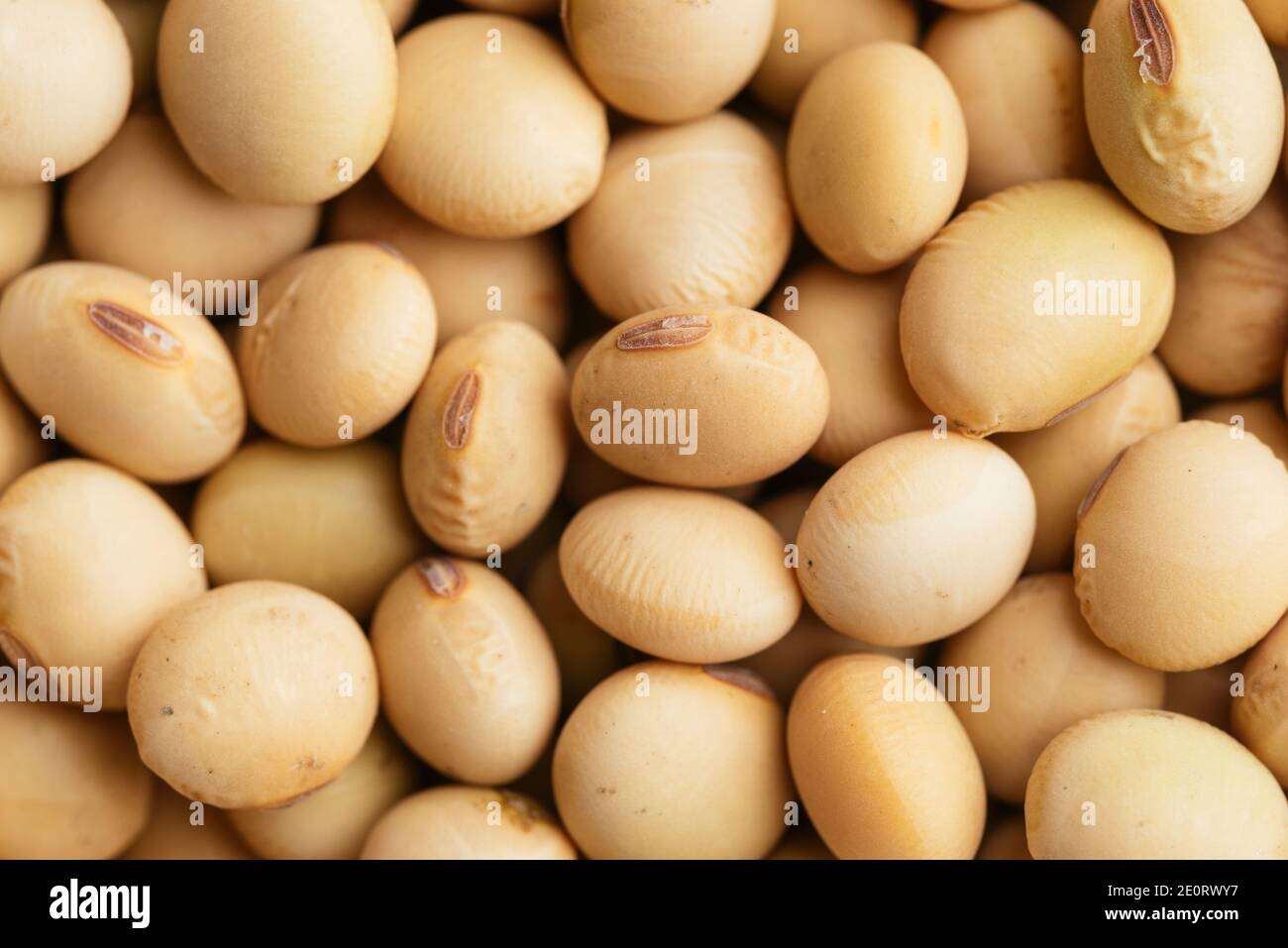 Soybeans, variety 'Green shell' for growing Stock Photo - Alamy
