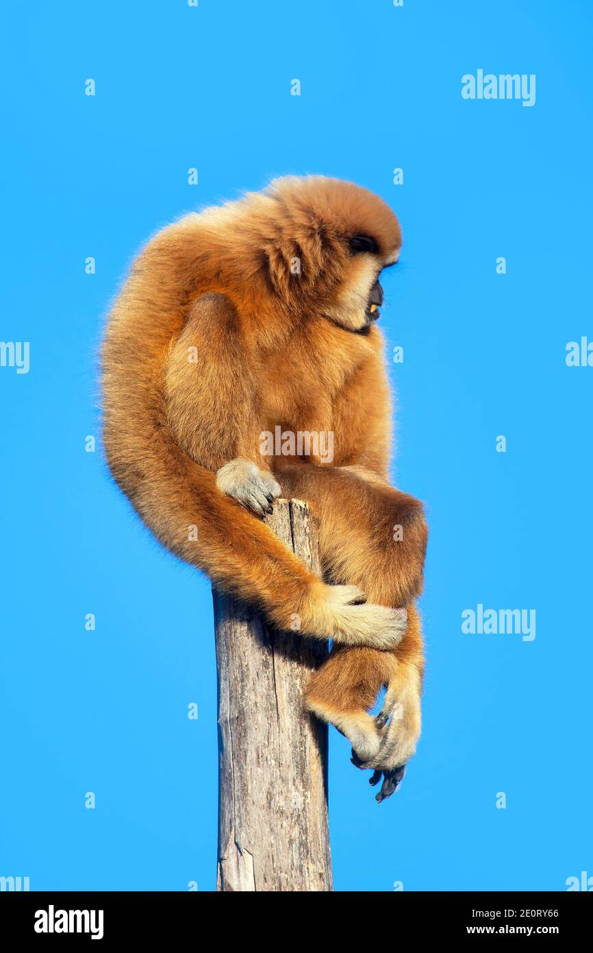 Standing hominid hi-res stock photography and images - Alamy
