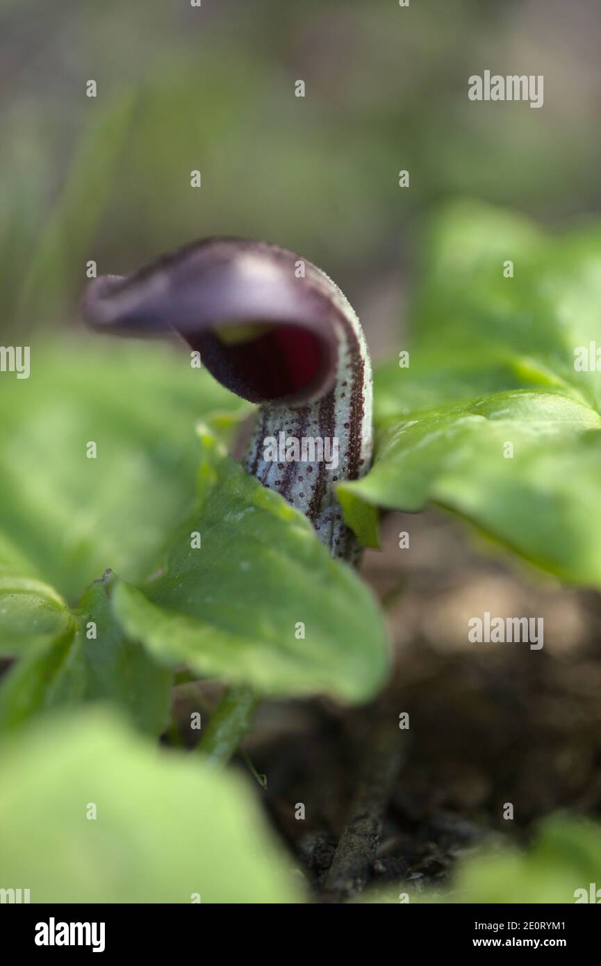 Flora of Gran Canaria - Arisarum simorrhinum, friar cowl, native to the ...