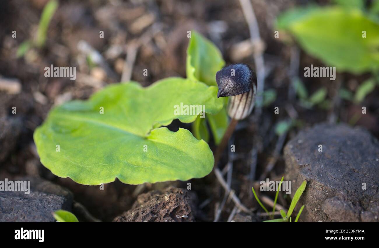 Flora of Gran Canaria - Arisarum simorrhinum, friar cowl, native to the ...