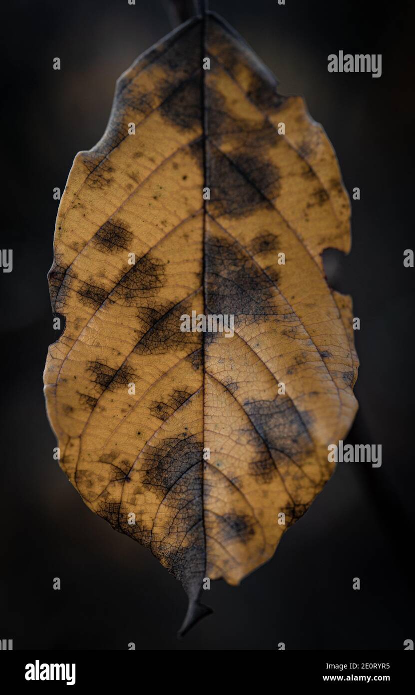 beautiful autumn leave Stock Photo - Alamy