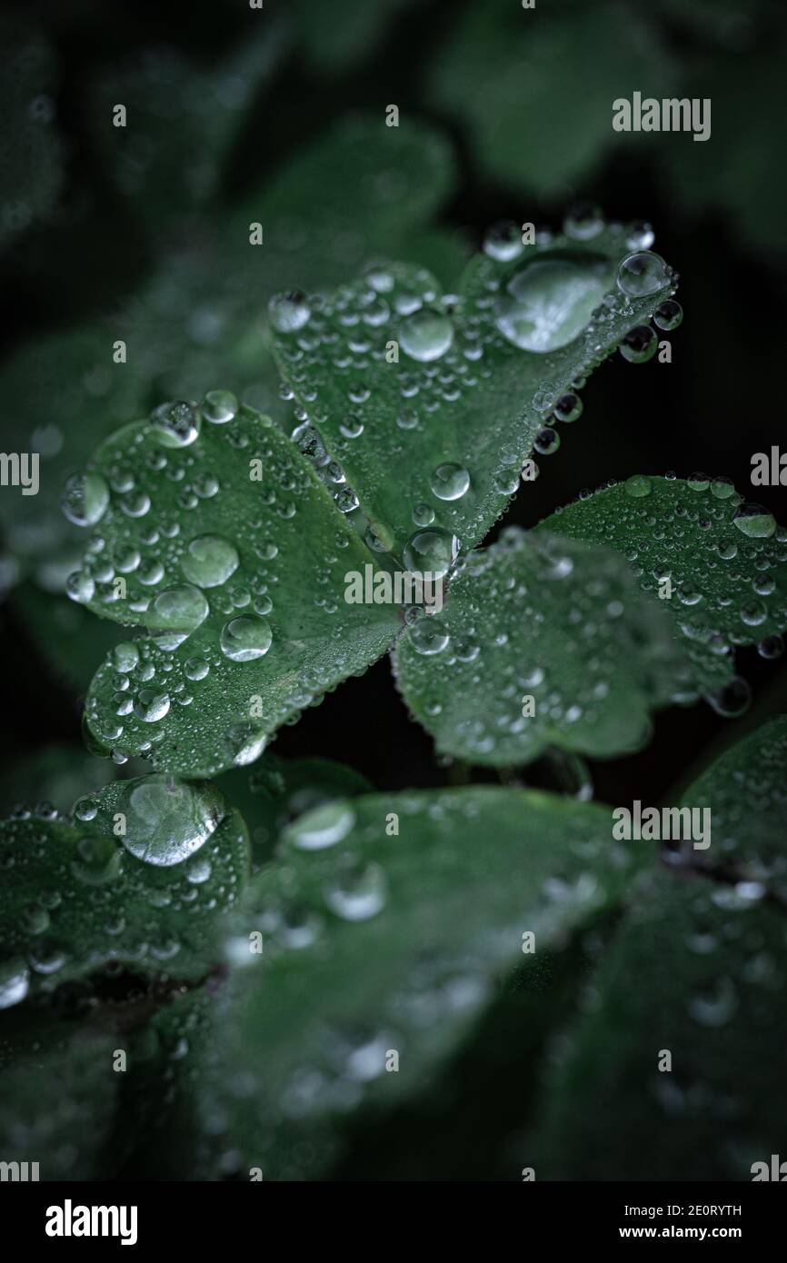 Water shamrock hi-res stock photography and images - Alamy