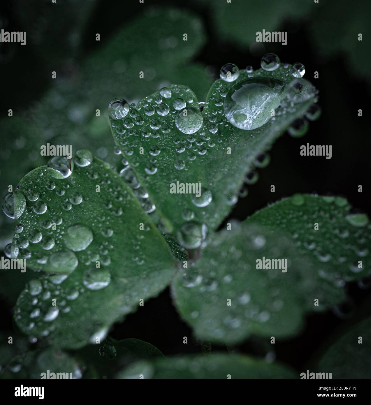 Water bobble hi-res stock photography and images - Alamy