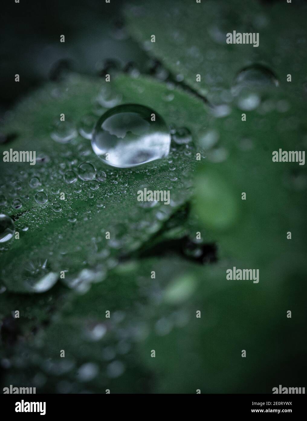 Water shamrock hi-res stock photography and images - Alamy