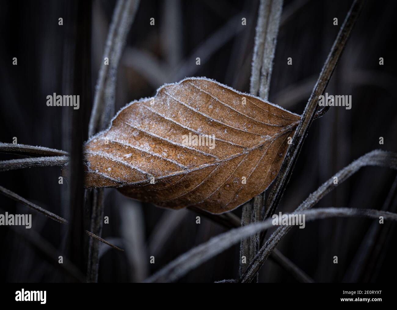 frozen leaf covered with ice Stock Photo - Alamy