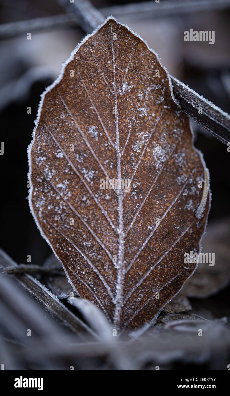 frozen leaf covered with ice Stock Photo - Alamy