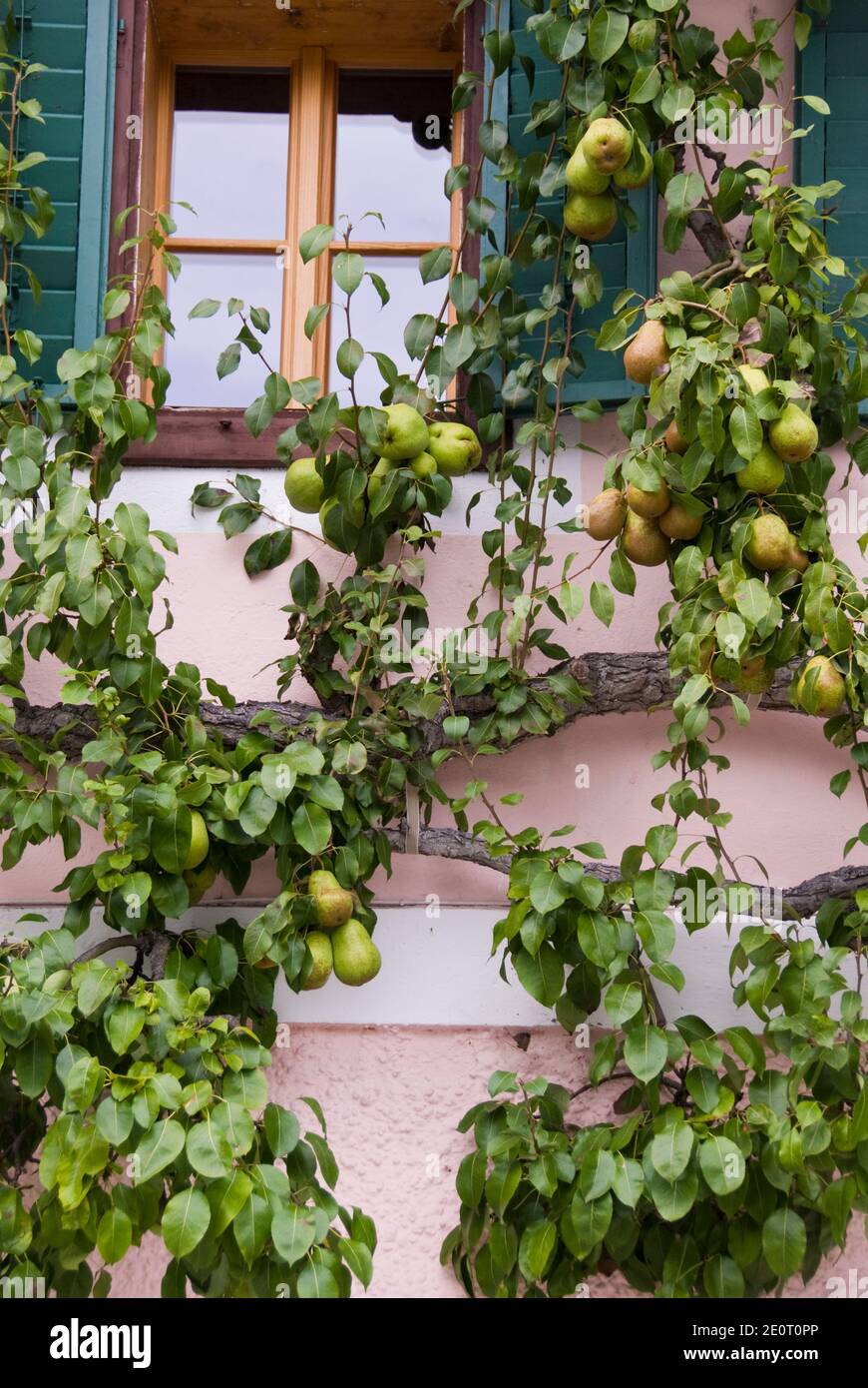 Pears grow outside a traditional building in Hallstatt, a scenic ...