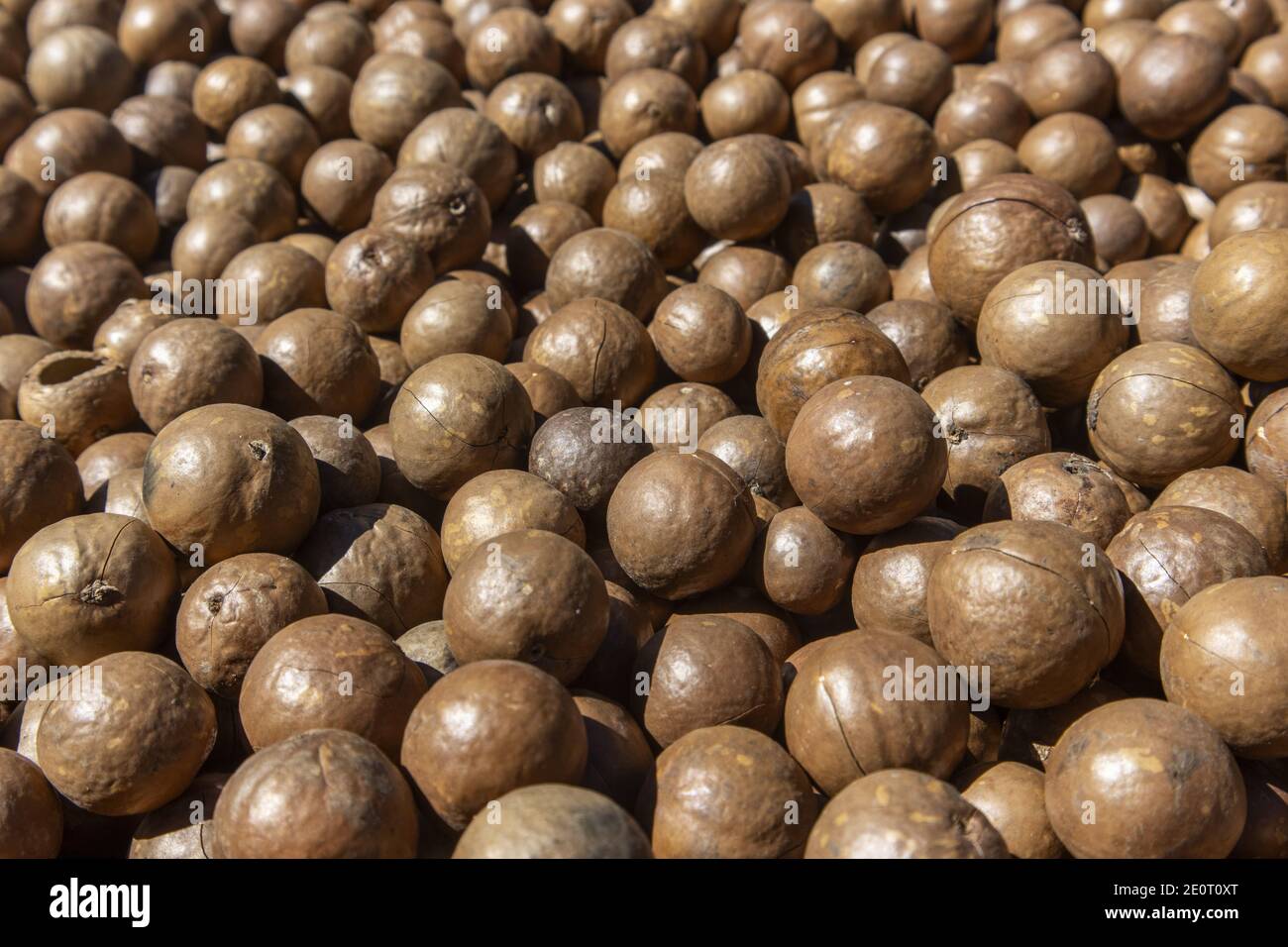 Macadamia orchard hi-res stock photography and images - Alamy