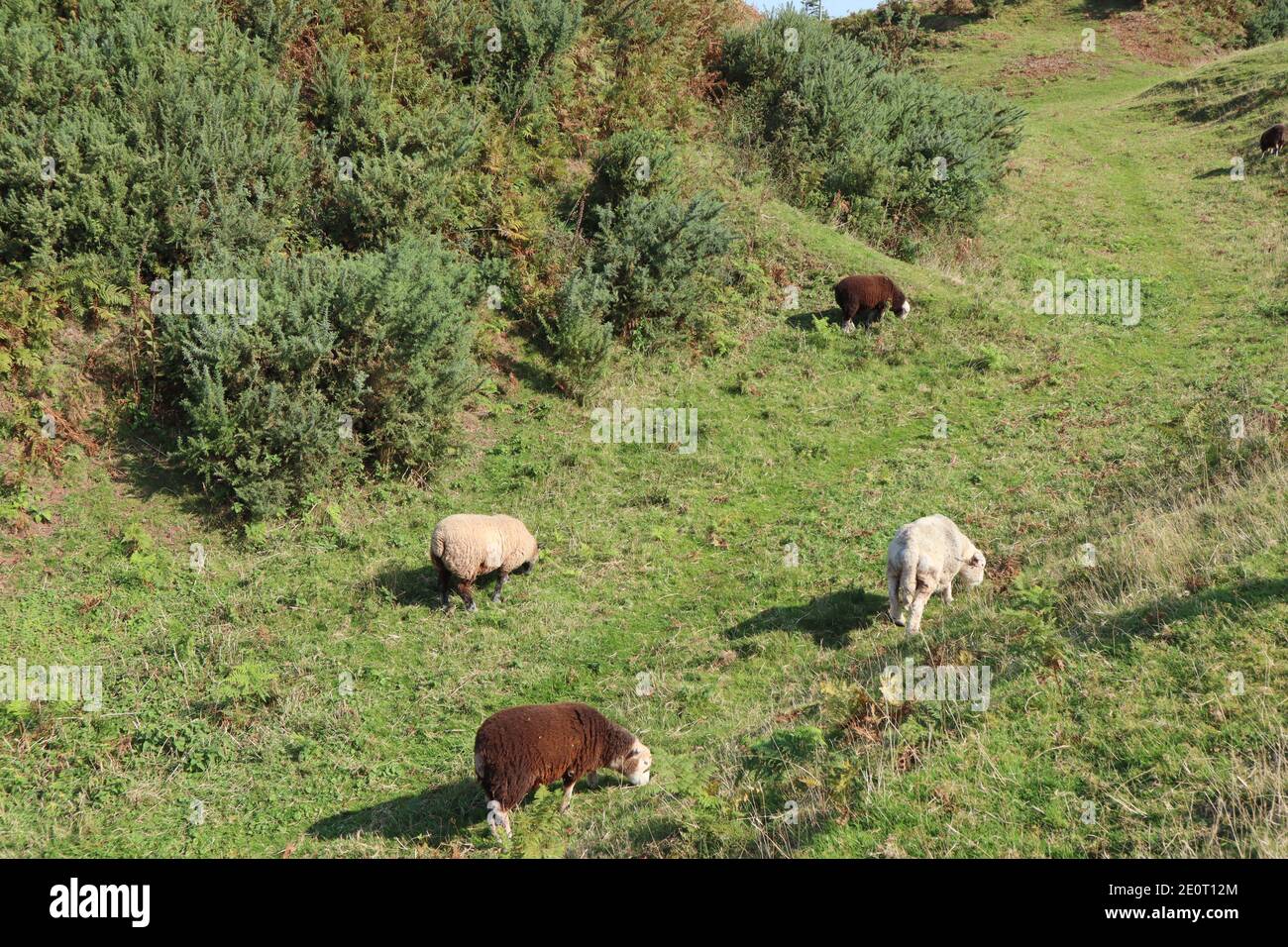 Nether stowey castle hi-res stock photography and images - Alamy