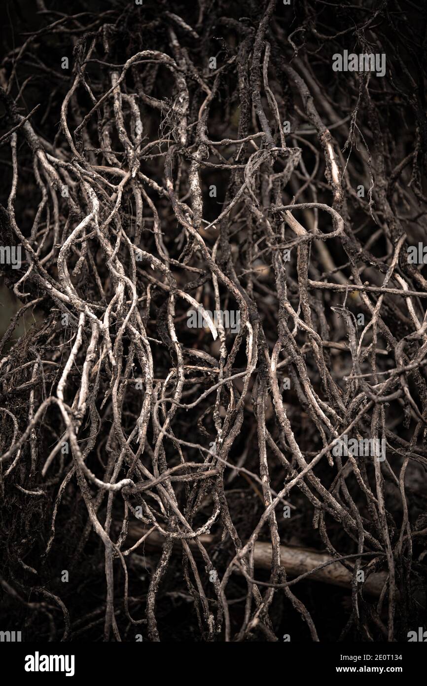 wild brown root Stock Photo - Alamy