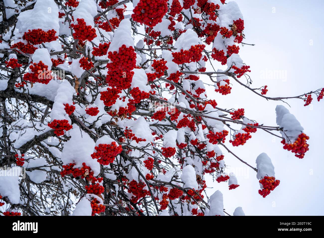 Winter ashberry under the snow. Groups of bright red berries, mountain ...
