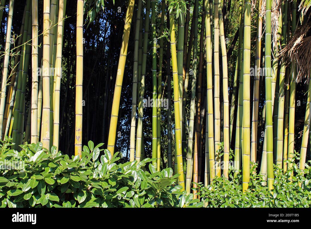 Rare plants hi-res stock photography and images - Alamy